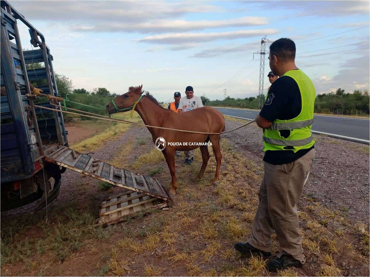 Operativo de captura de animales sueltos en La Paz - Diario Inforama ...