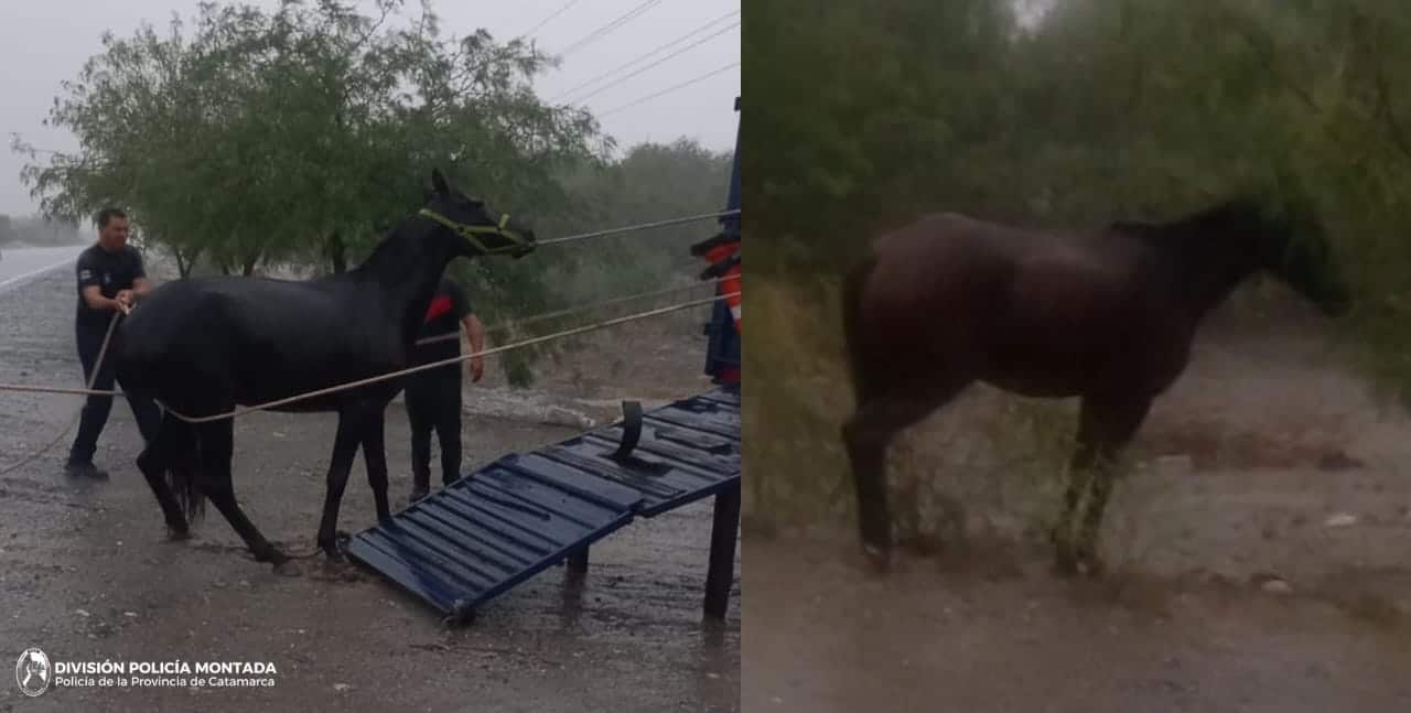 Operativo de captura de animales sueltos en Pomán y Andalgalá - Diario ...