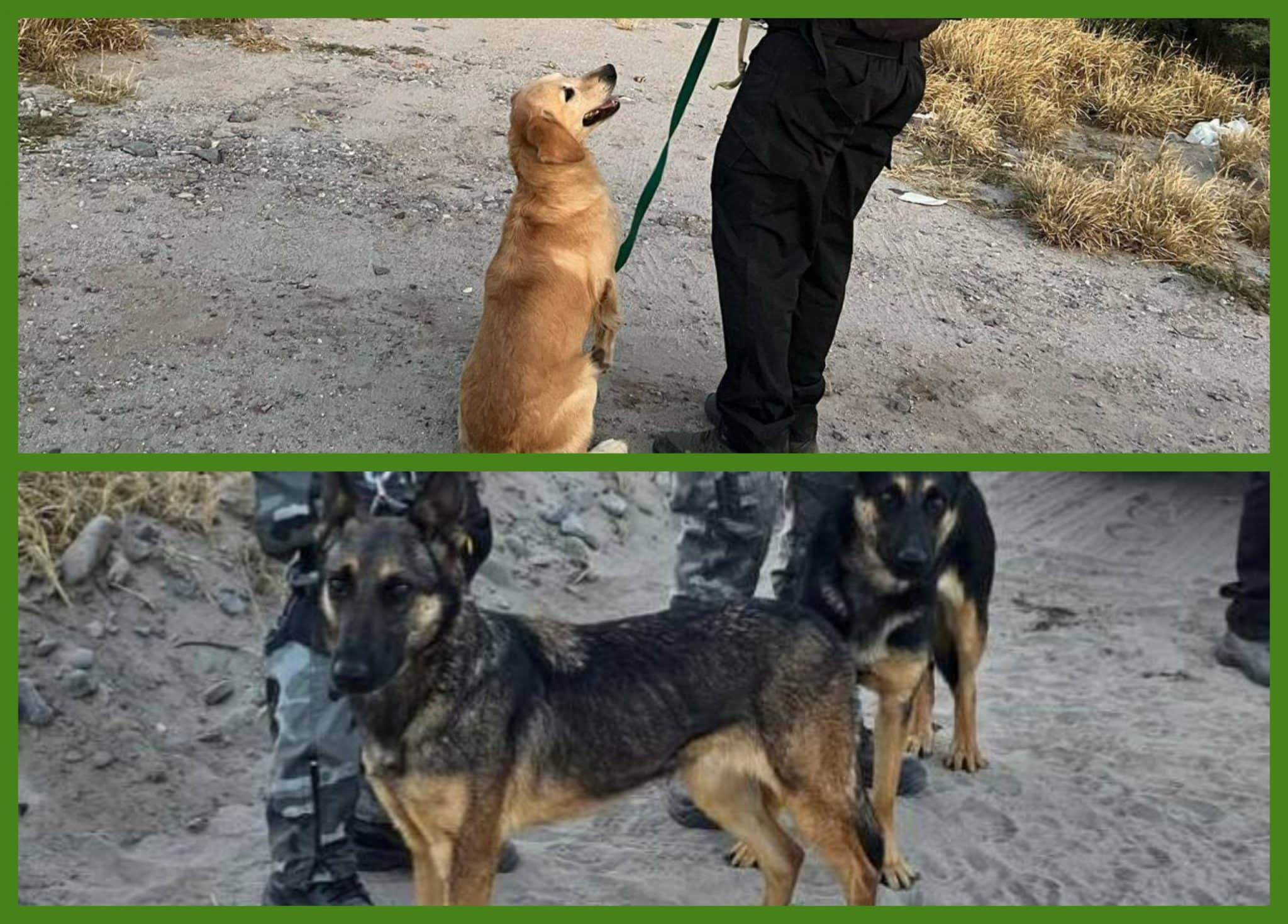 Catamarca: seis perros de la Policía buscan hogar tras cumplir su ...