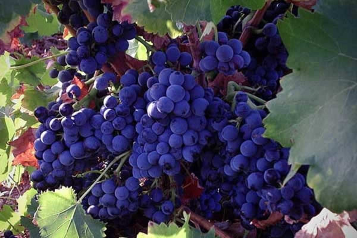 Carignan, Cariñena o Mazuelo: descubre los secretos de la uva con mil ...