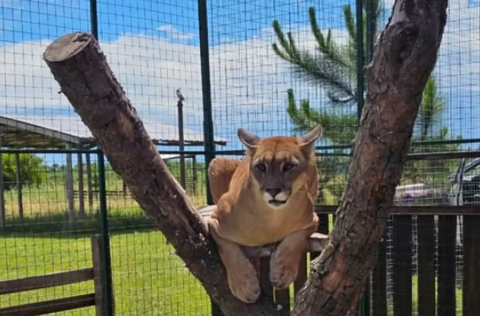 Pando, el puma rescatado en Catamarca, fue trasladado a una reserva en ...